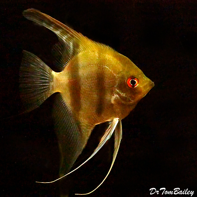 Premium New and Rare, WILD, Peruvian Altum Angelfish