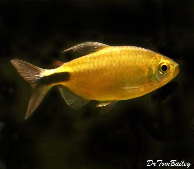 Premium WILD, Brycinus Longipinnis