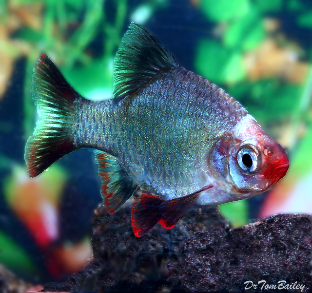 Premium Platinum Green Tiger Barb
