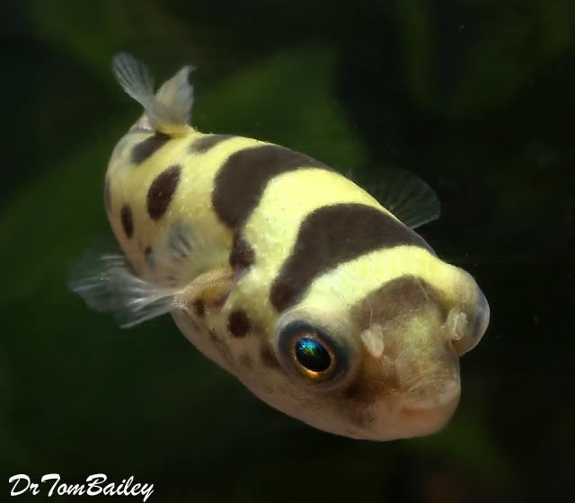 Premium WILD, Ceylon Pufferfish