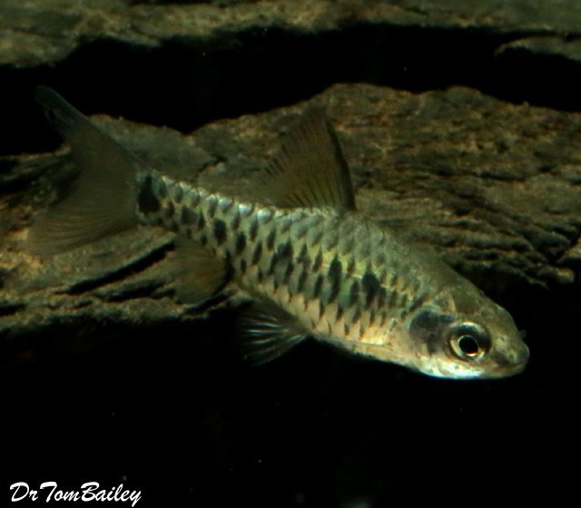 Premium Checkered Barb