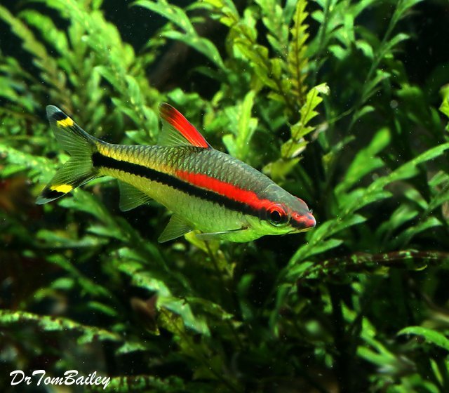 Premium Denison's Red Roseline Torpedo Barb