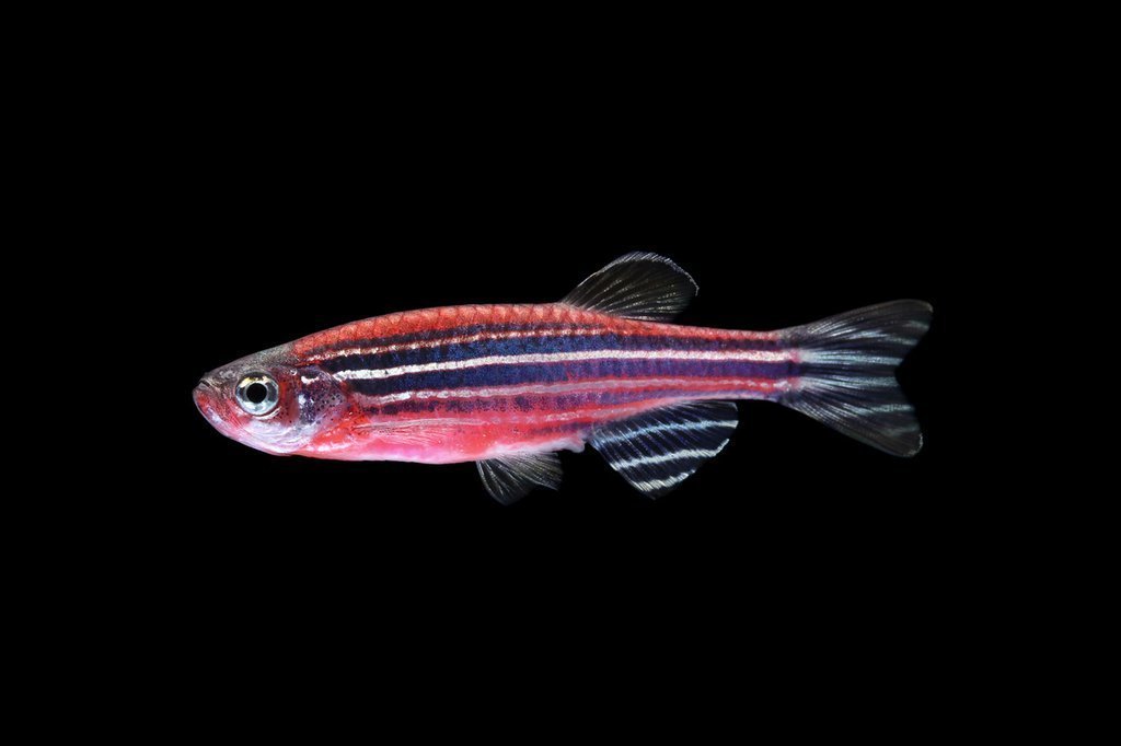 Premium Starfire Red Striped GloFish Danio, Size: 1" to 1.2"