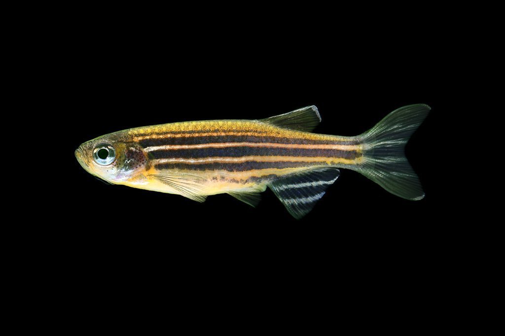 Premium Sunburst Orange Striped GloFish Danio