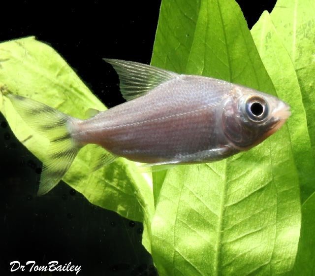 Premium Redfin Prochilodus, Semaprochilodus taeniurus