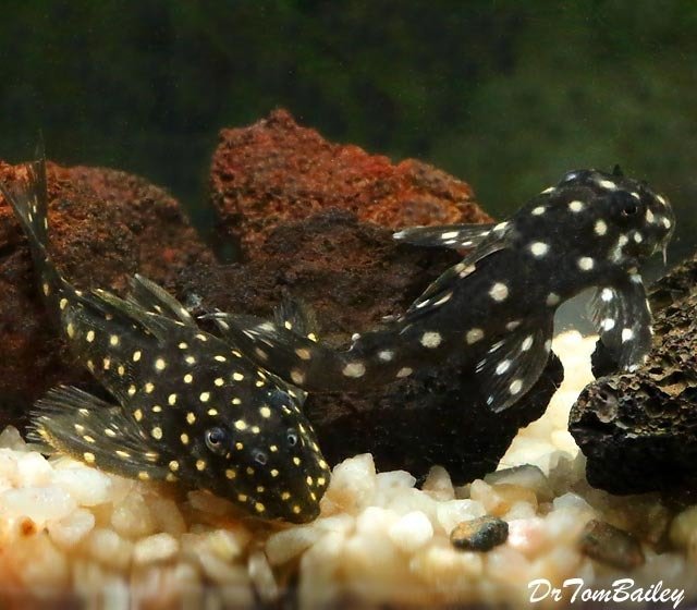 Premium Tank Bred, Rare and New, Orinoco Angel Pleco,, Hypancistrus ...