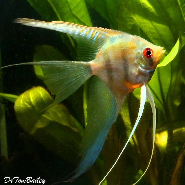 Premium Silver Veiltail Angelfish