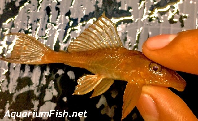 Premium Rare Yellow Pleco