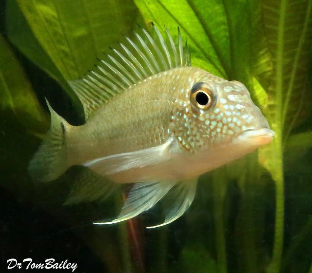 Premium WILD, Jurupari Eartheater Cichlid