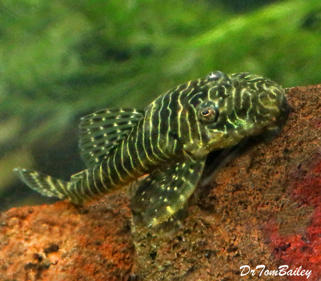 Premium WILD, New, and Rare Tigris Pleco, L257