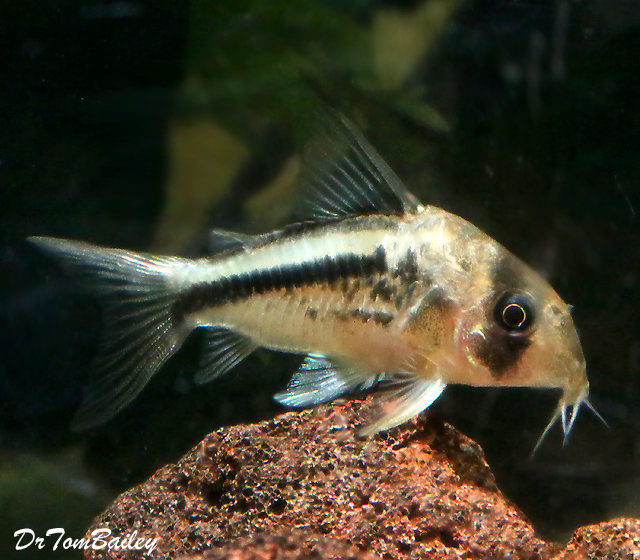 Premium WILD, Axelrodi Corydoras Catfish