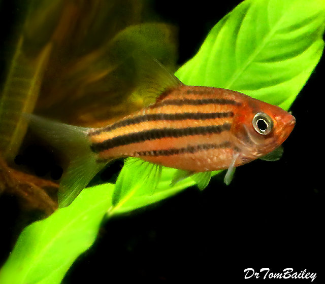 Premium New Lineatus Barb