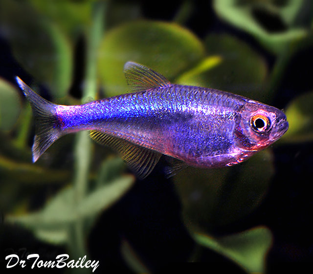 Premium Wild, Blue King Tetra, Boehlkea fredcochui, on SALE