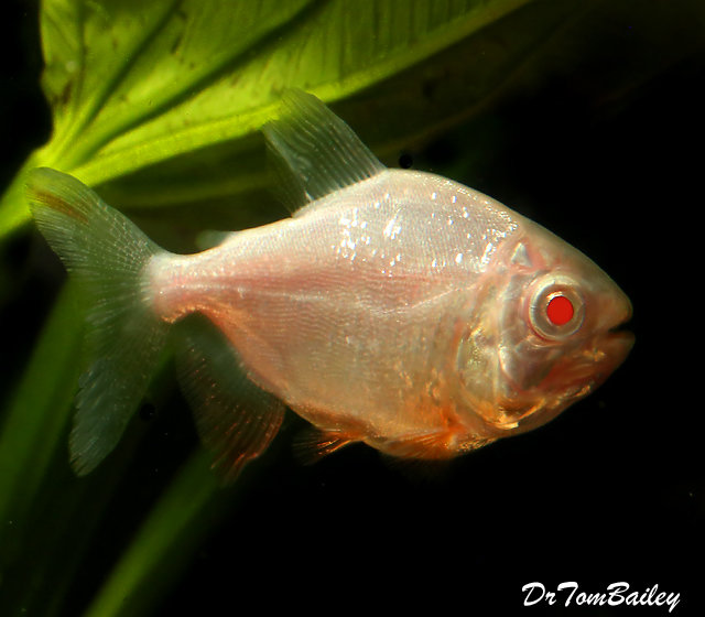 Premium Albino Pacu, grows to be very Large