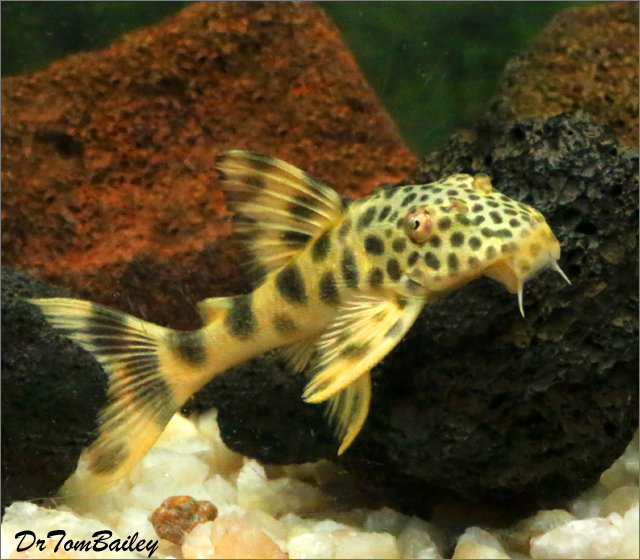 Premium WILD, New, Spotted Para Pleco, L075, L124