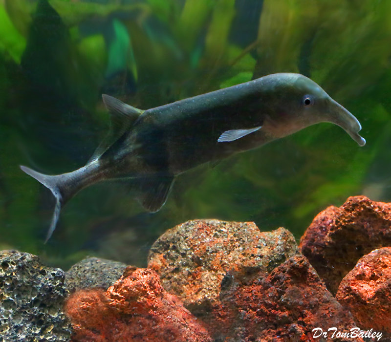 Premium Rare WILD Tamandua Mormyrid