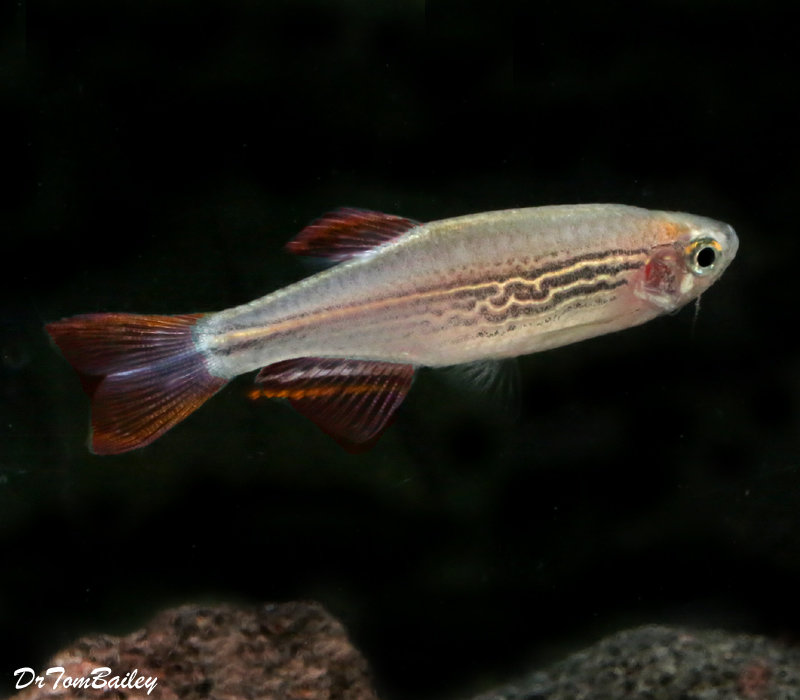 Premium Orange Fin Danio, Nano Fish