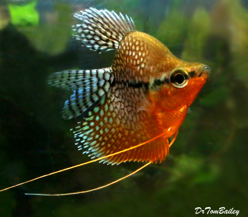 Premium Rare Balloon Pearl Gourami