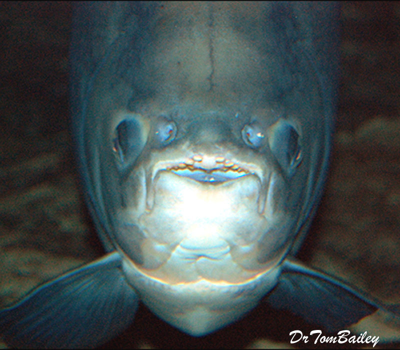 Premium Red Belly Pacu, grows to be very Large