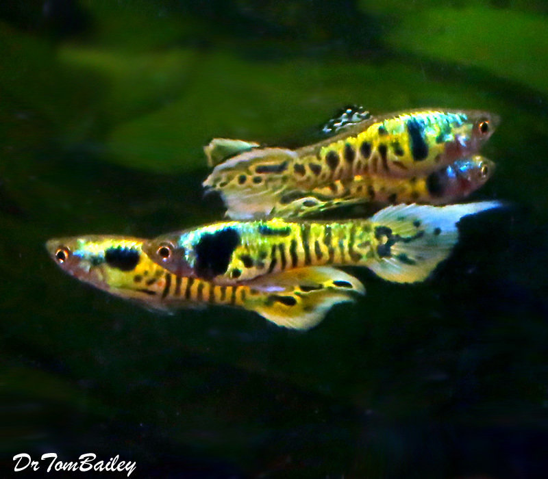 Premium MALE Rare Tiger Endler's Nano Fish