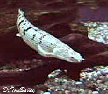 Premium Rare Delhezi Bichir