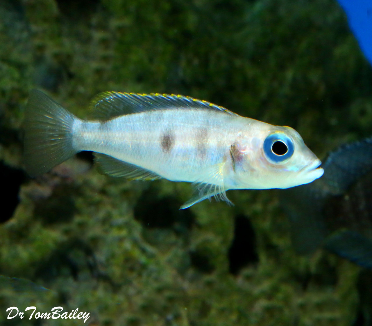 Premium Rare Hecqui Shell Dwelling Cichlid from Lake Tanganyika