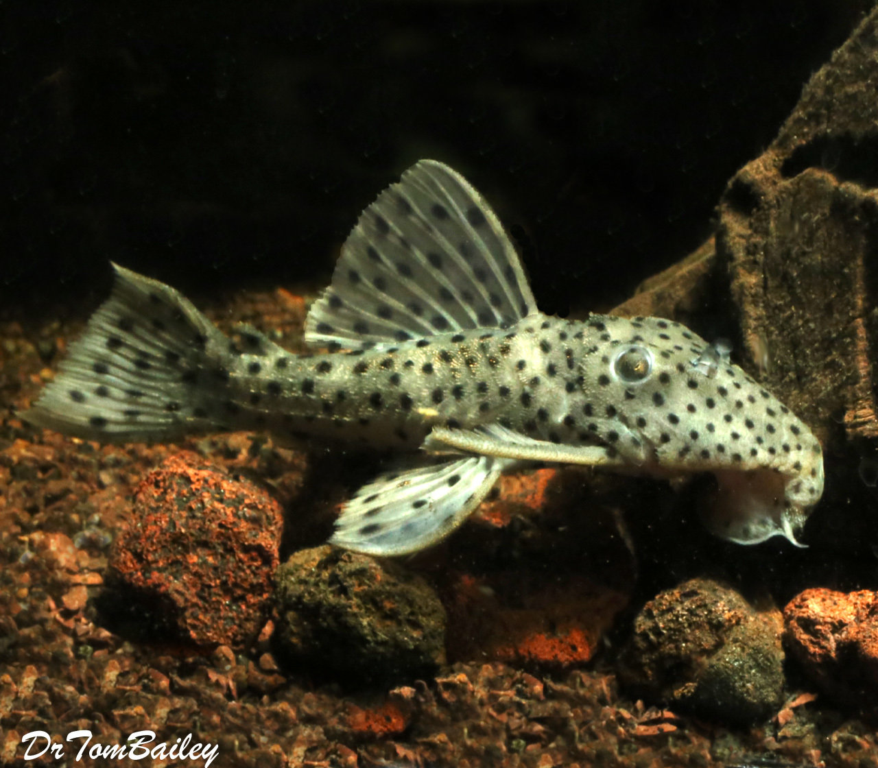 Premium WILD, Rare Sultan Plecostomus, L264