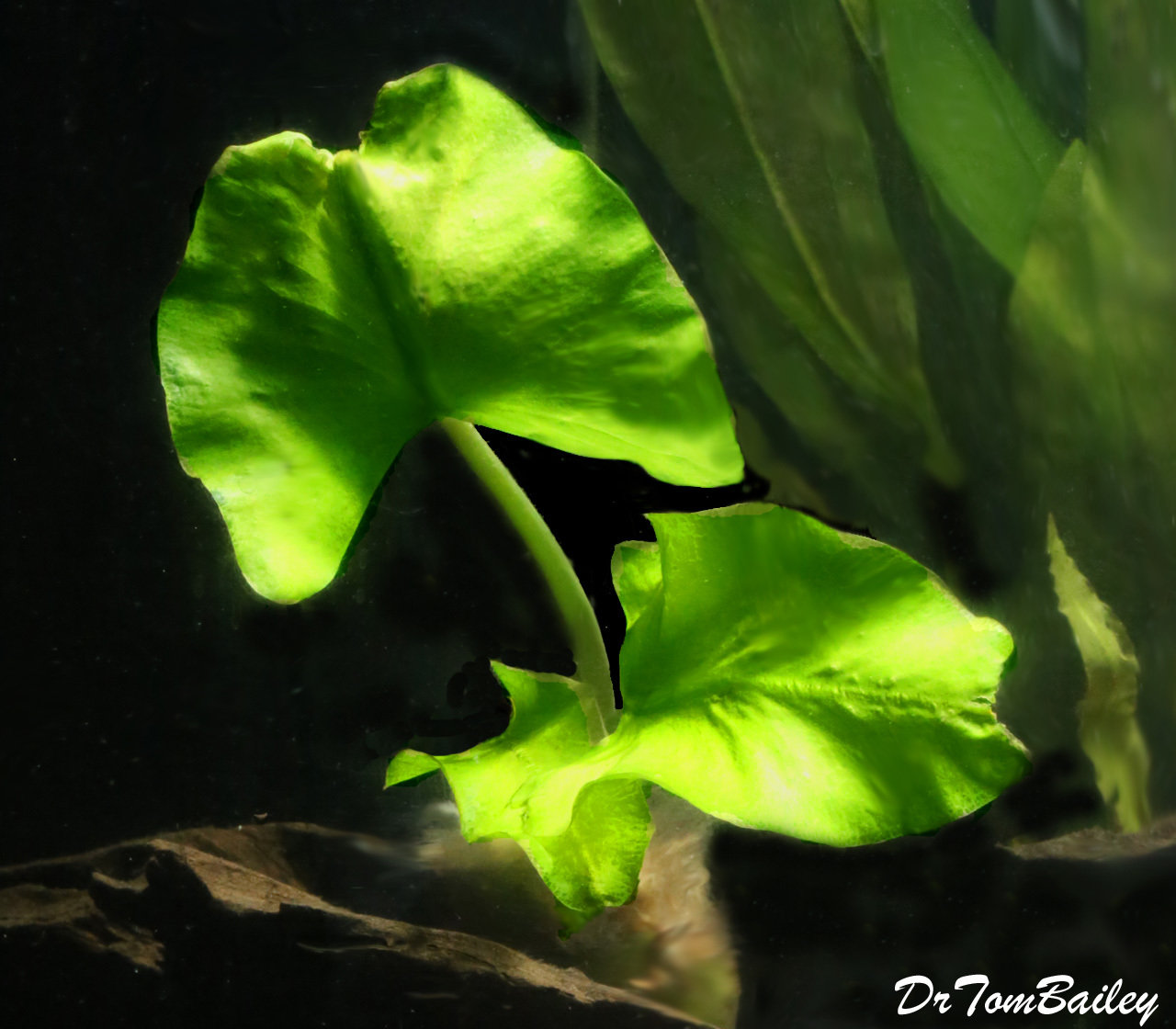 Premium New, Spatterdock Plant Bulb/Tuber/Root