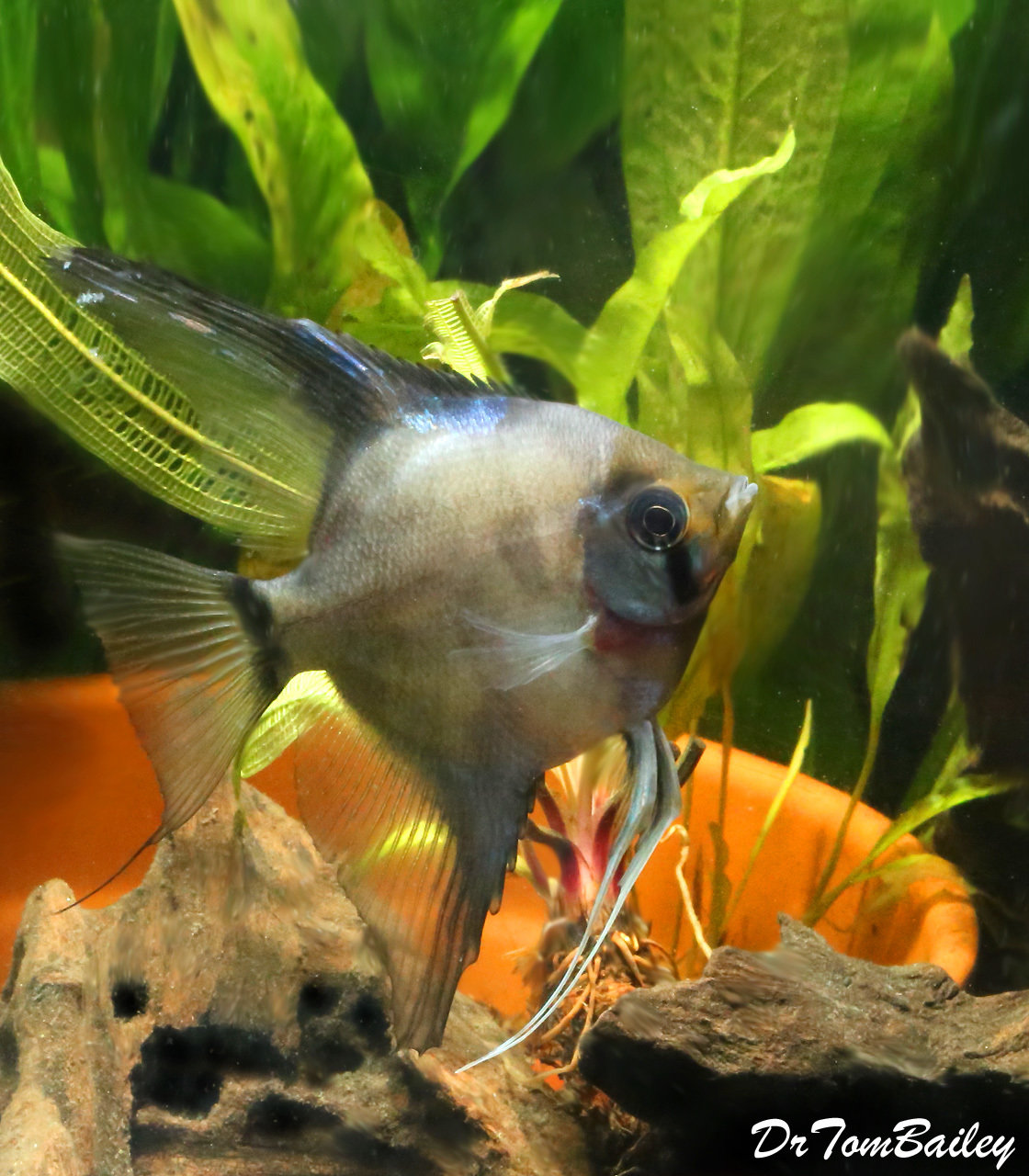 Premium Rare WYSIWYG Panda Angelfish