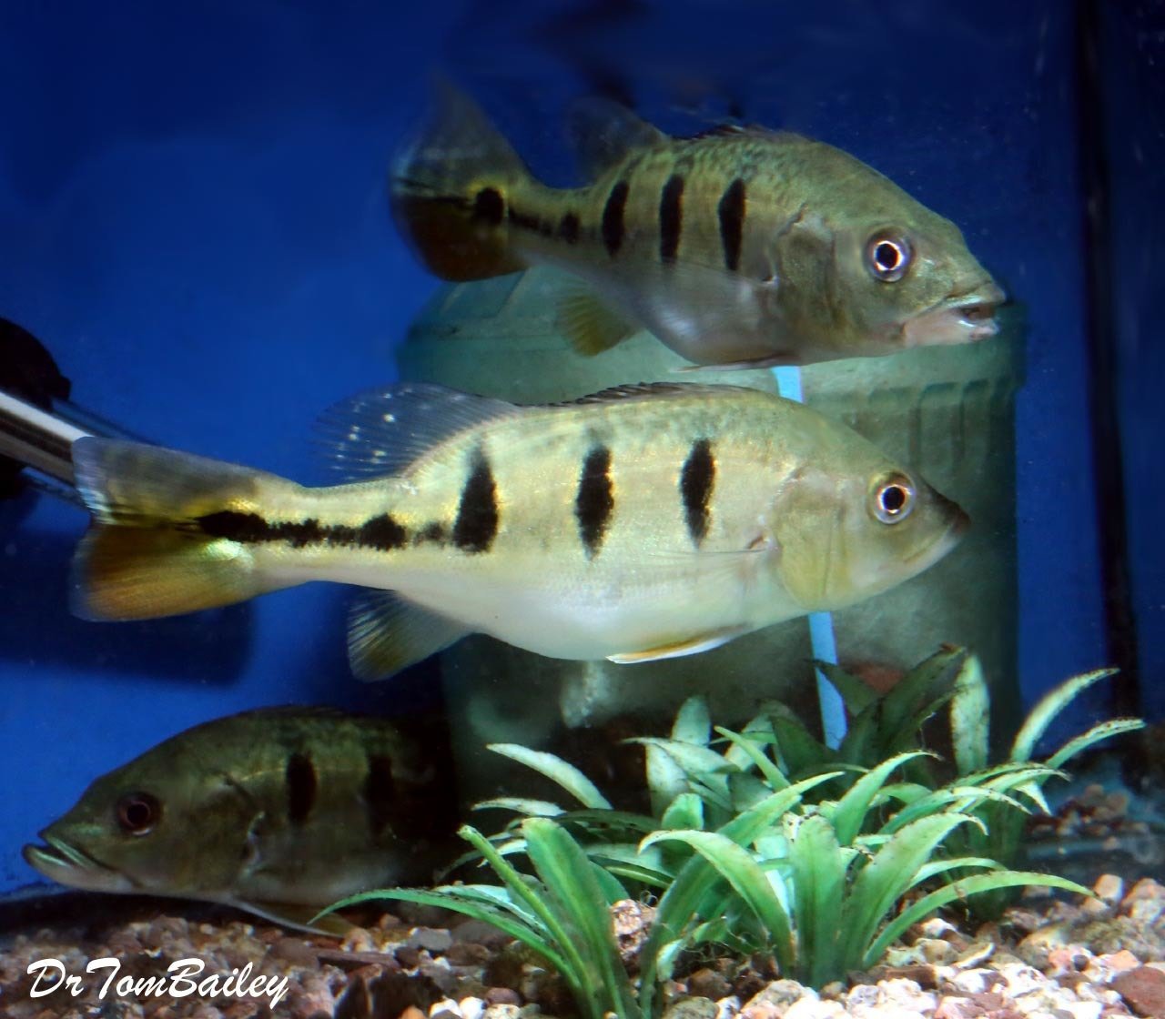 Premium Rare Bahia Kelberi Peacock Bass