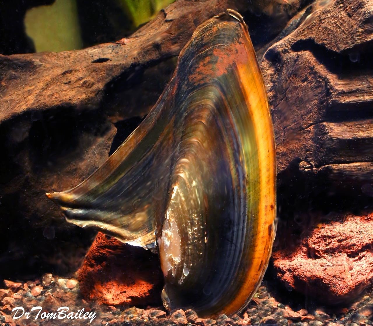 Premium Freshwater Shark Tooth Clam