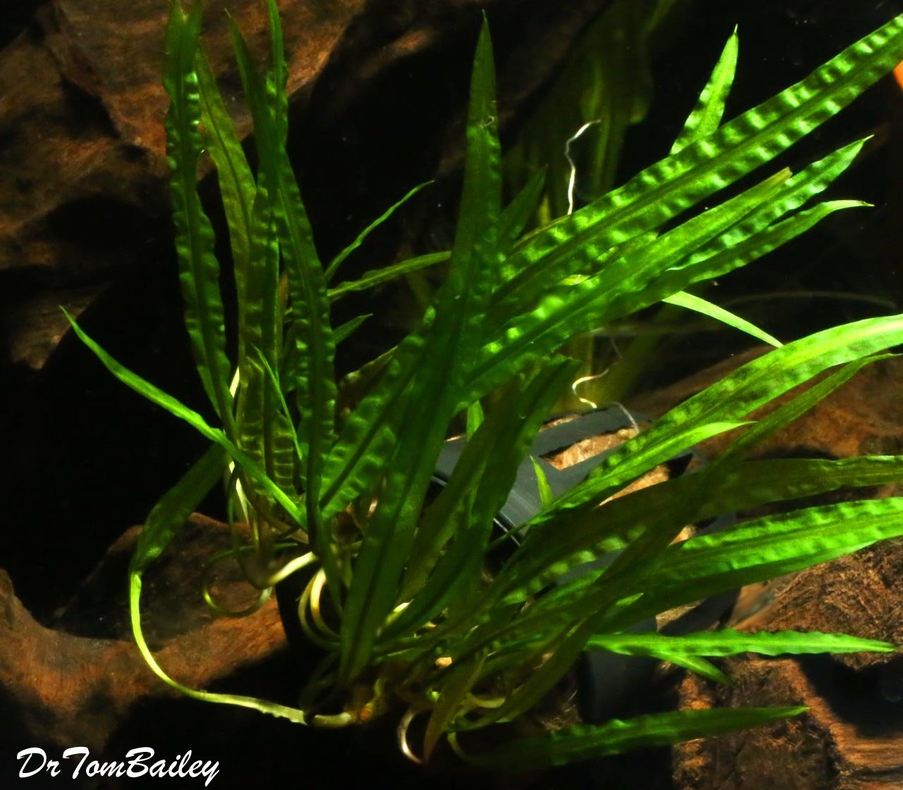 Premium Cryptocoryne Balansae, Potted Plant