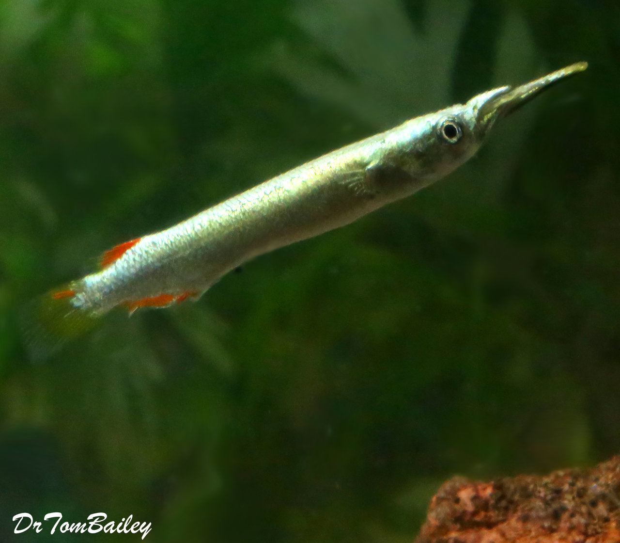 Premium Platinum Halfbeak, Nano Fish