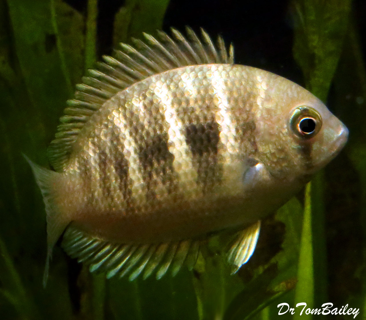Premium Very Rare Canara Pearlspot Chromide Cichlid