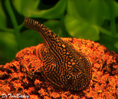 Hillstream Loaches