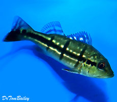 Cichla
