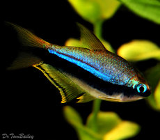 Tetra Fish