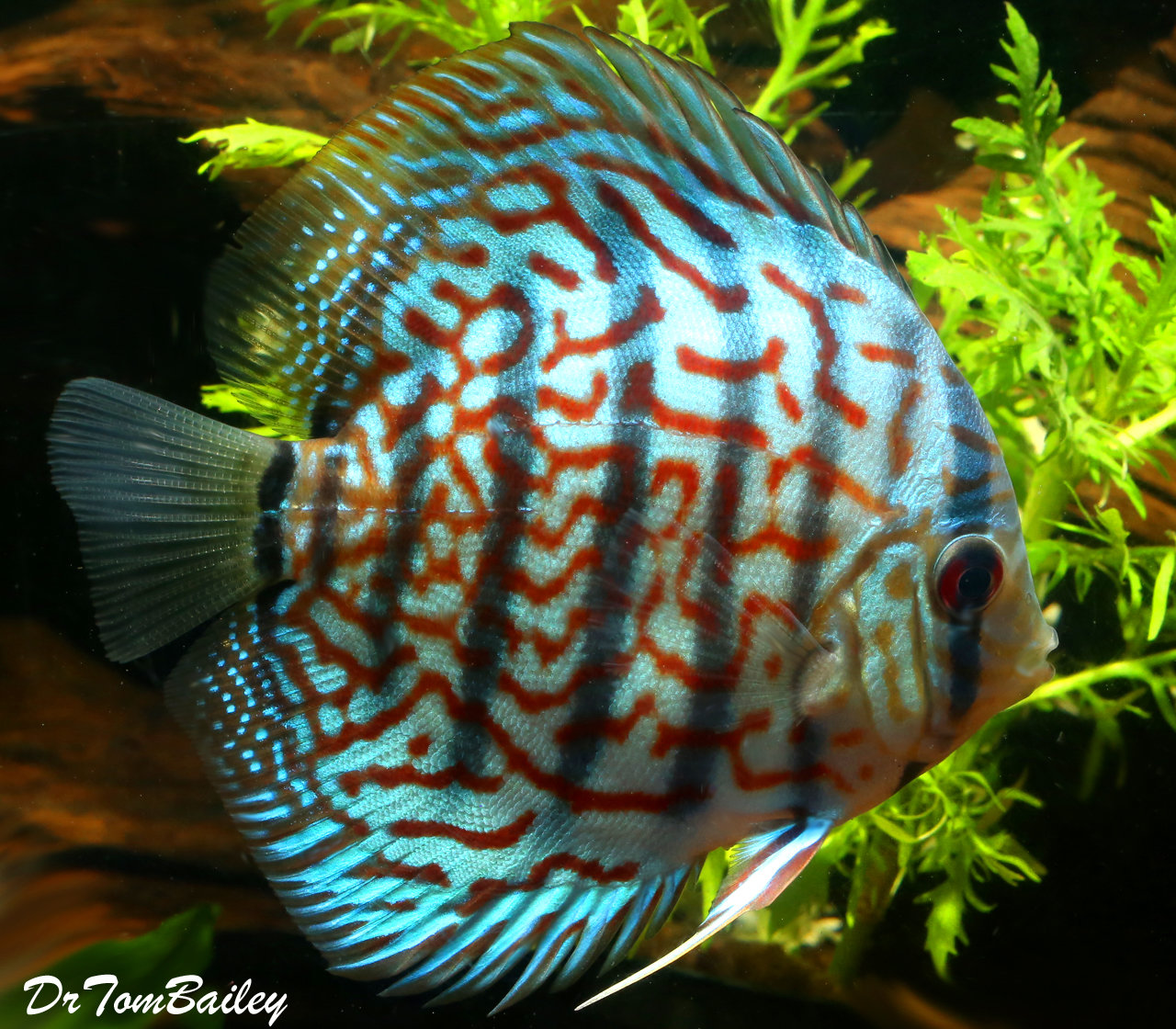 Premium WYSIWYG Red & Turquoise Discus