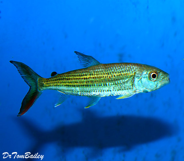 Premium Rare WILD, African Tiger Fish