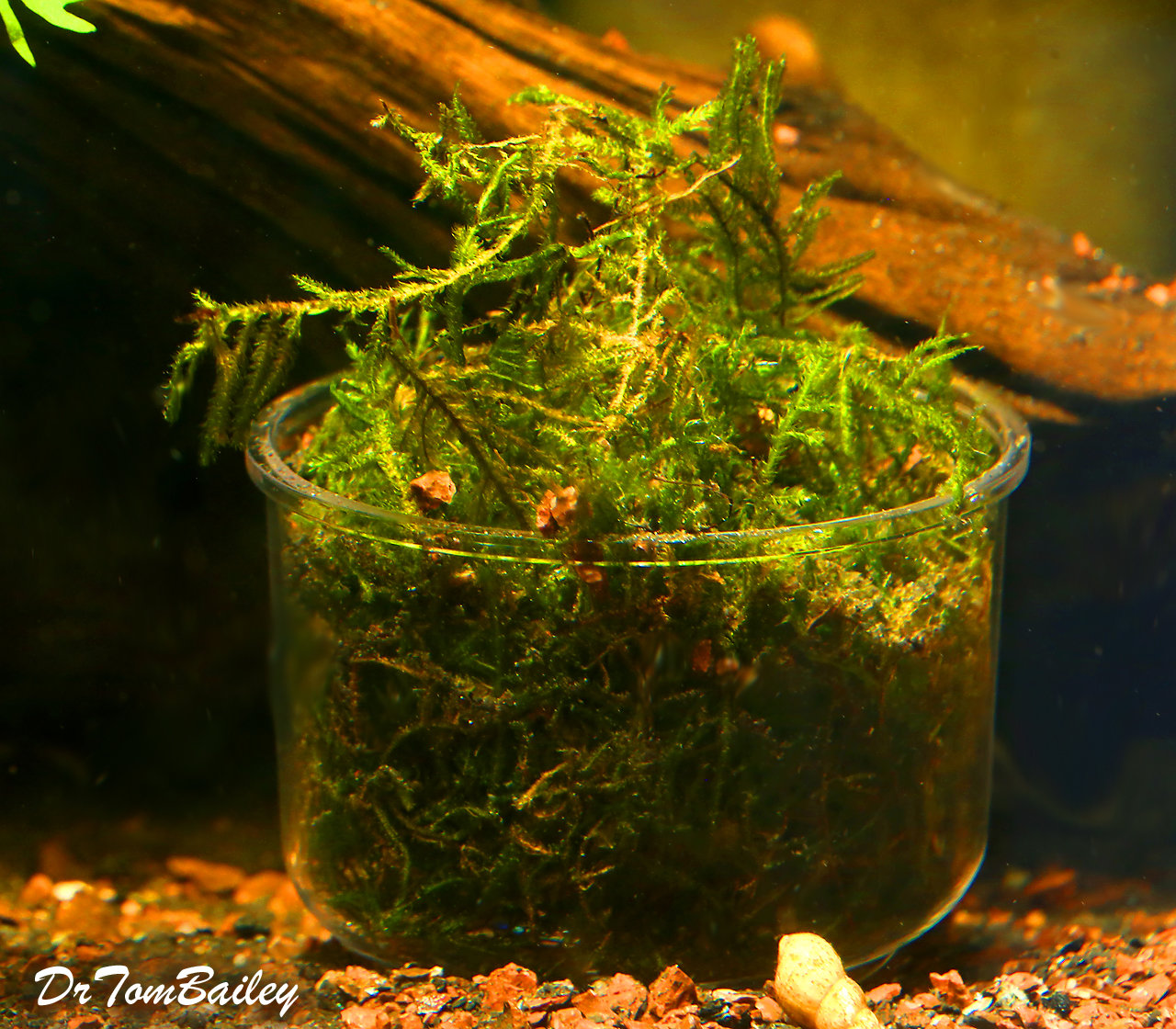 Premium Java Moss Plant in a Cup