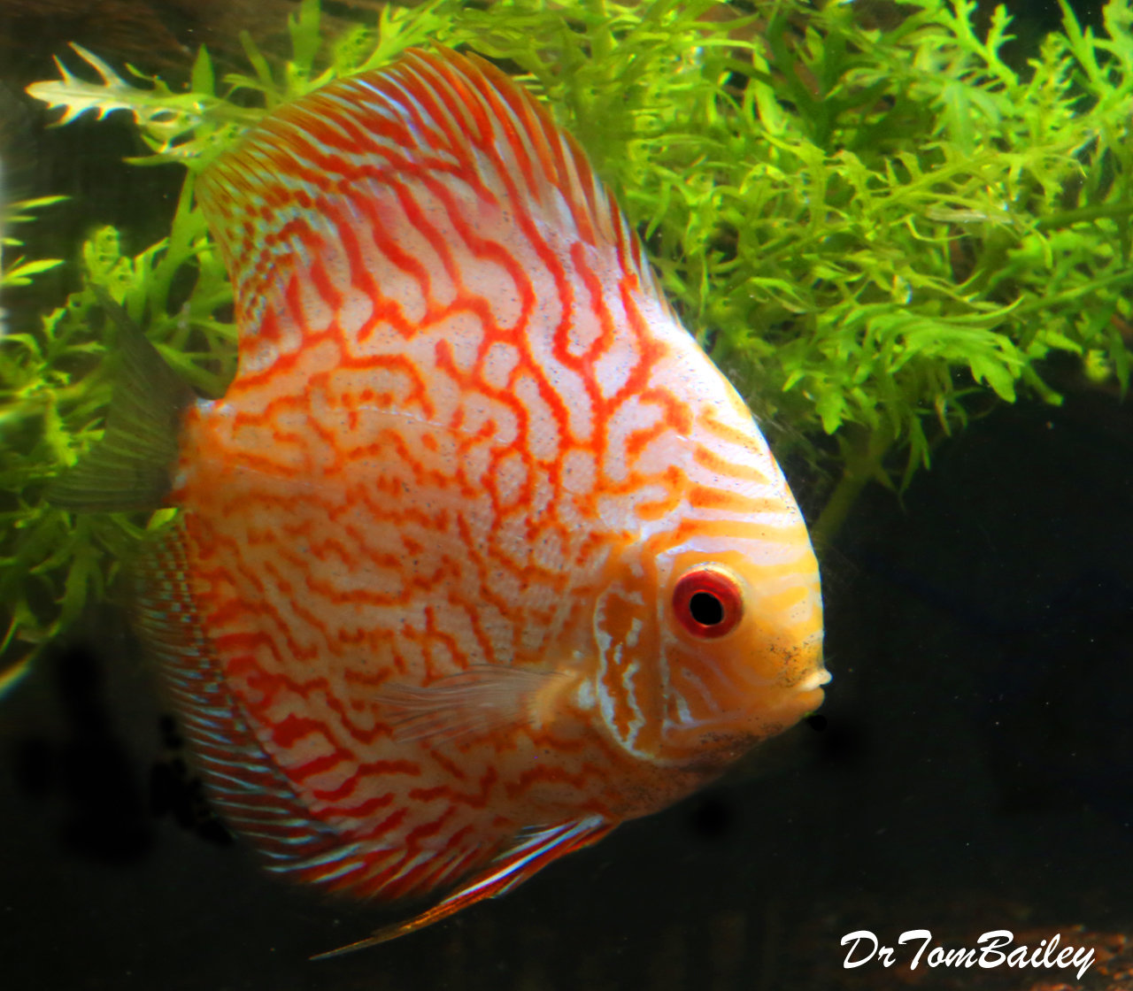 Premium WYSIWYG Red Pigeon Blood Discus