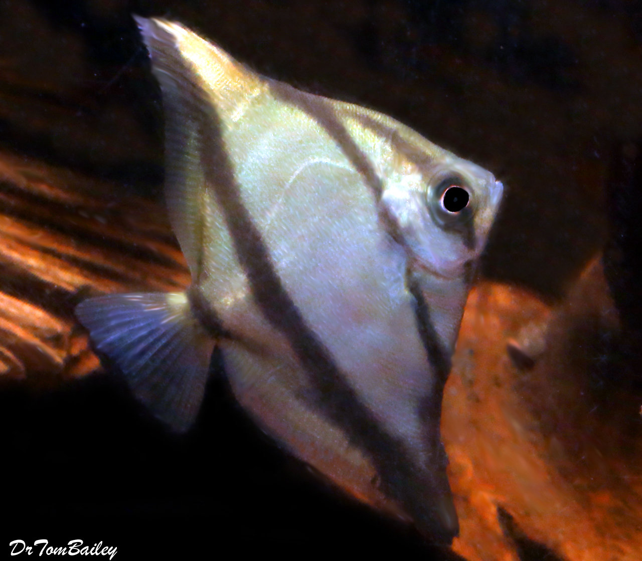 Premium Freshwater Mono. Sebae