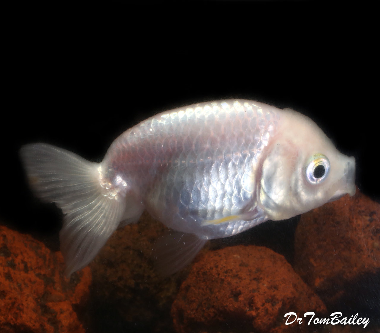 Premium Rare Pearl White Ranchu Goldfish