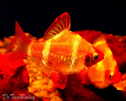 Premium Gold Tiger Barb, on SALE