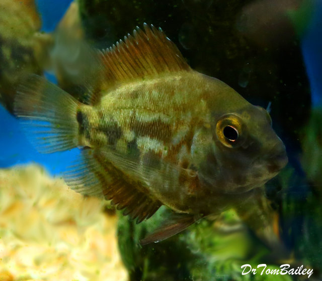 Premium Rare Triangle Uaru Cichlid