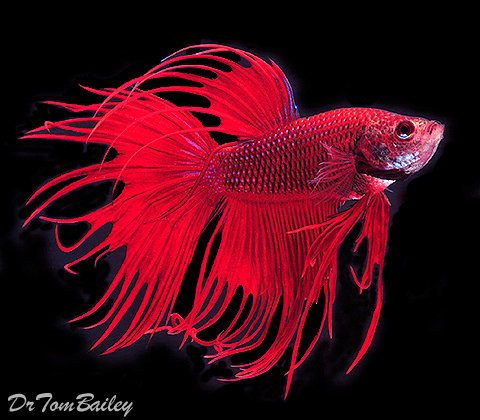 Premium MALE Red Crowntail Betta Fish
