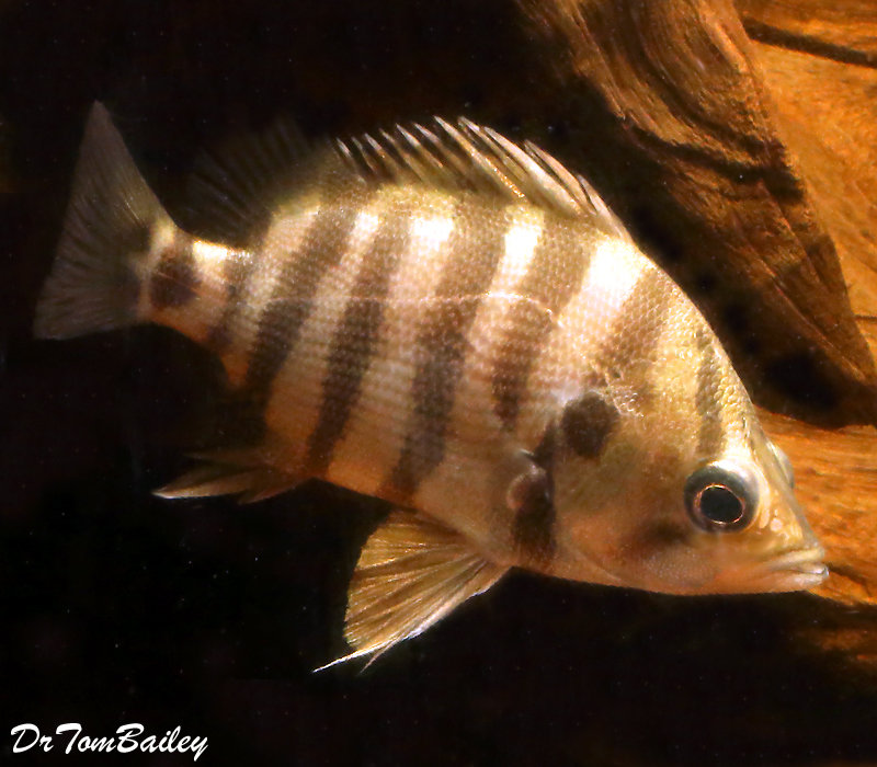 Premium WILD, Silver Tiger Datnioides