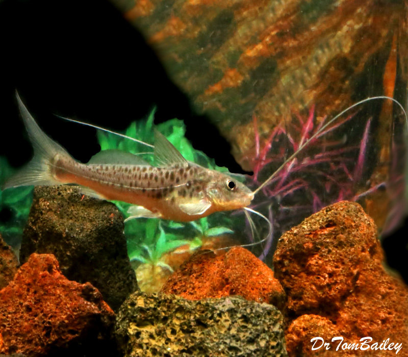 Premium WILD, Rare Pimelodus Maculatus Catfish