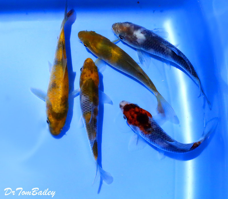 Premium Rare Utsuri Koi