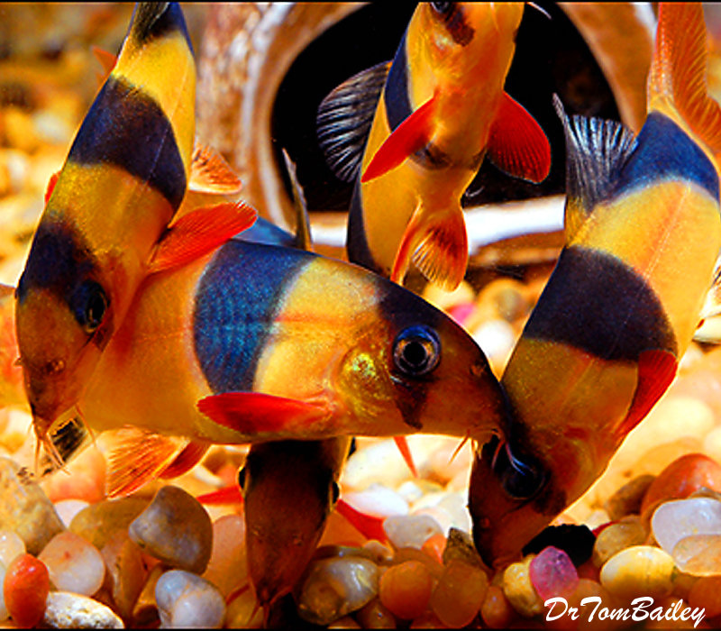 Premium WILD, Clown Loach